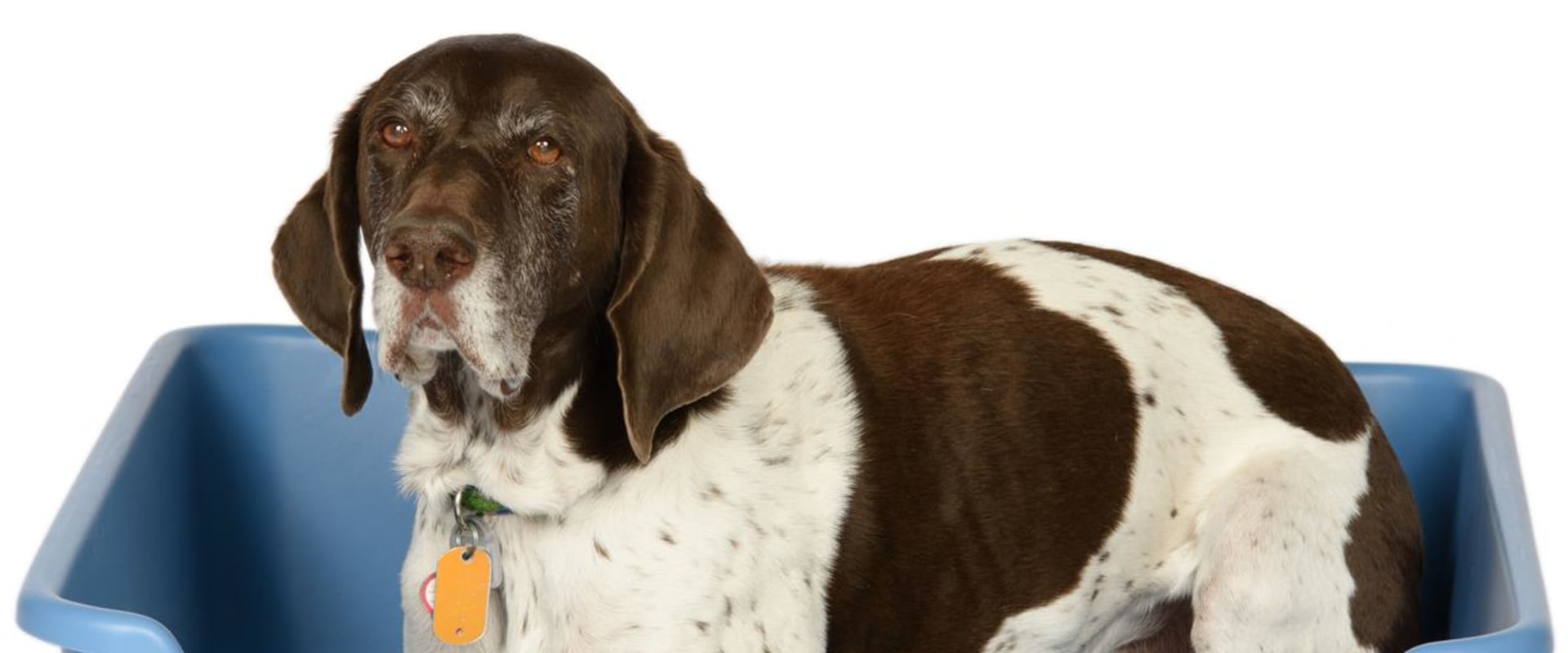 The Truth About Dogs and Concrete