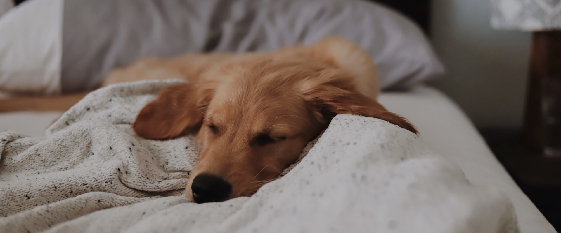 The Pros and Cons of Letting Your Dog Sleep in Your Room